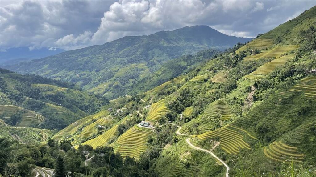 Top 4 rice fields in Vietnam Must-See terraces & seasons